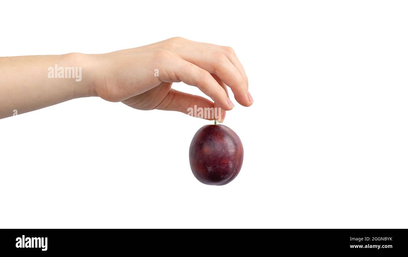 Deep red plum in hand isolated on a white background Stock Photo - Alamy