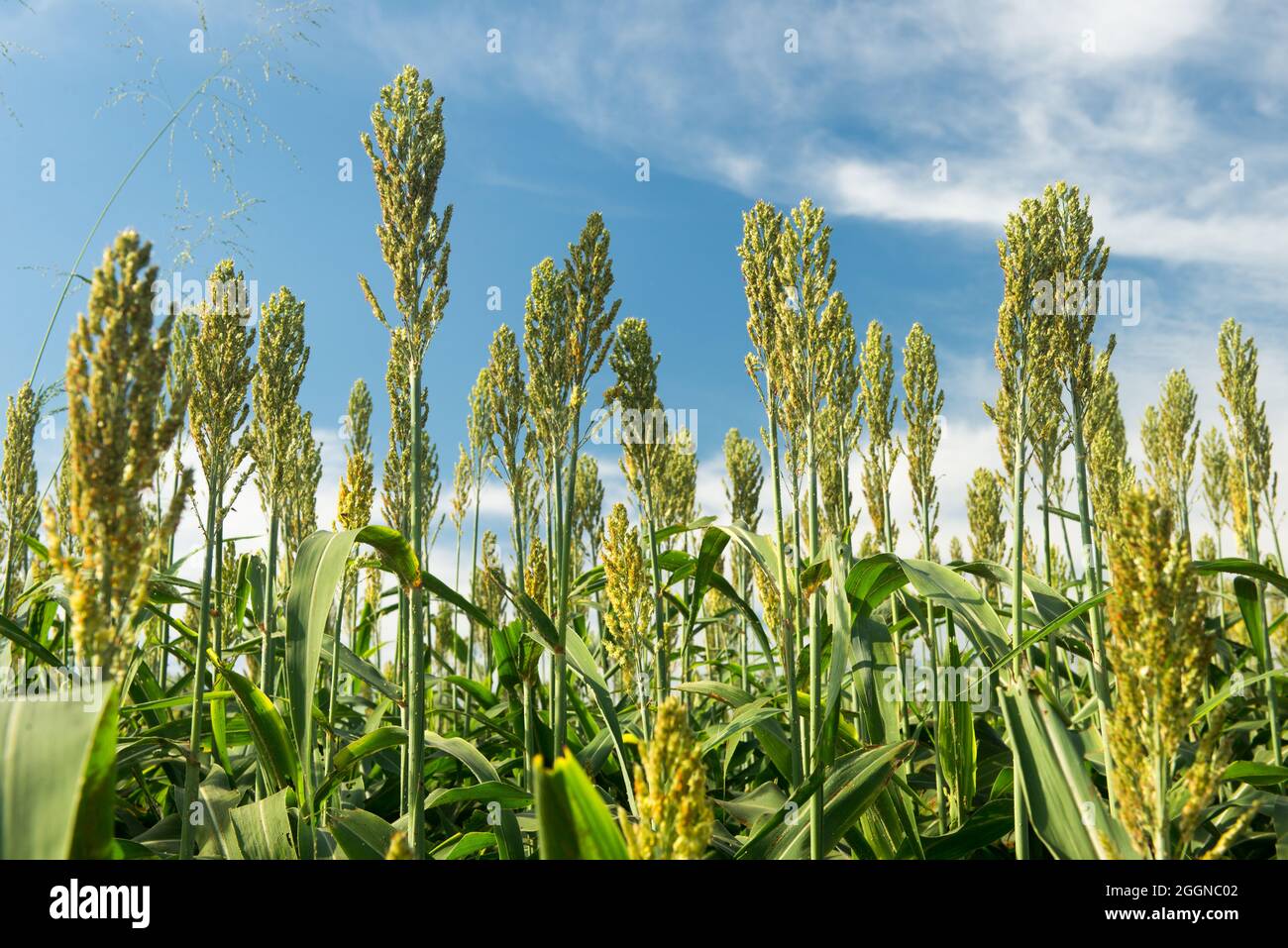 planting sorghum on a sunny morning Stock Photo - Alamy