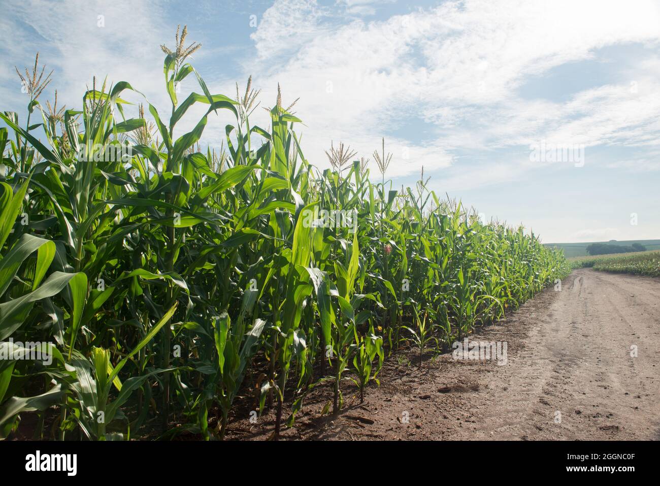 corn plantation on a sunny morning Stock Photo - Alamy