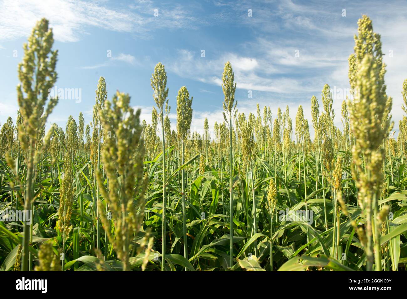planting sorghum on a sunny morning Stock Photo - Alamy