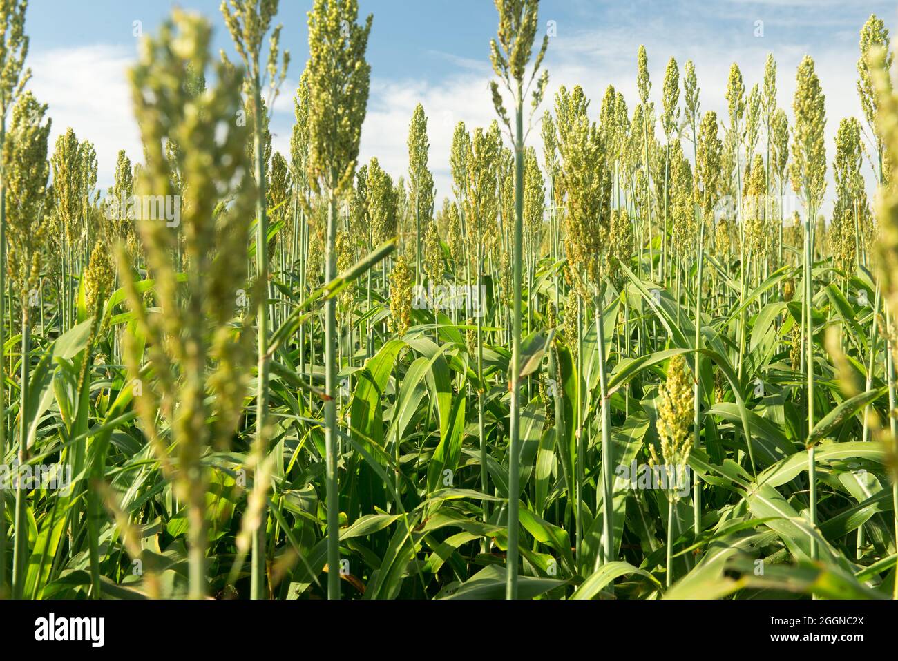 planting sorghum on a sunny morning Stock Photo - Alamy