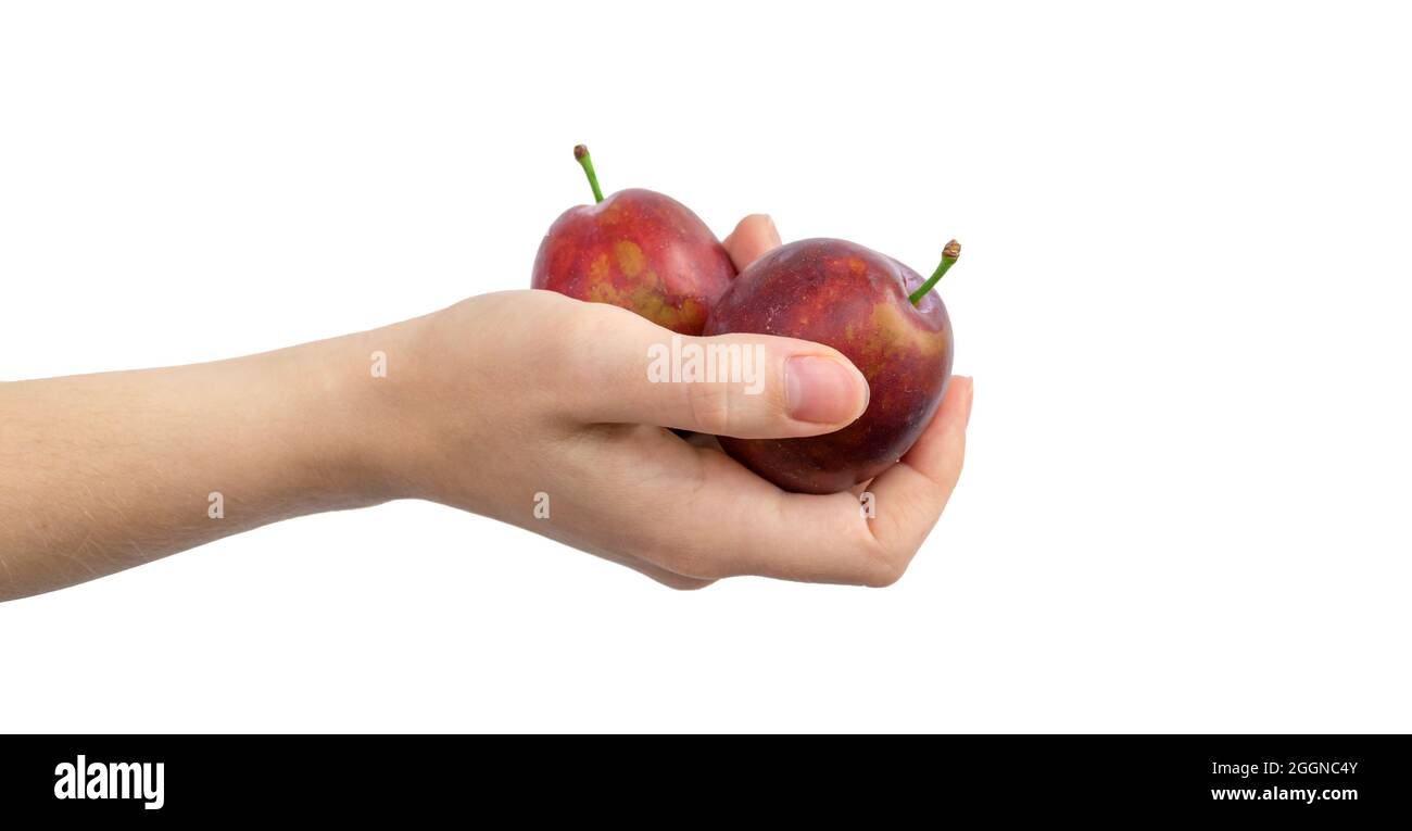 Female hand juicy plums hi-res stock photography and images - Alamy