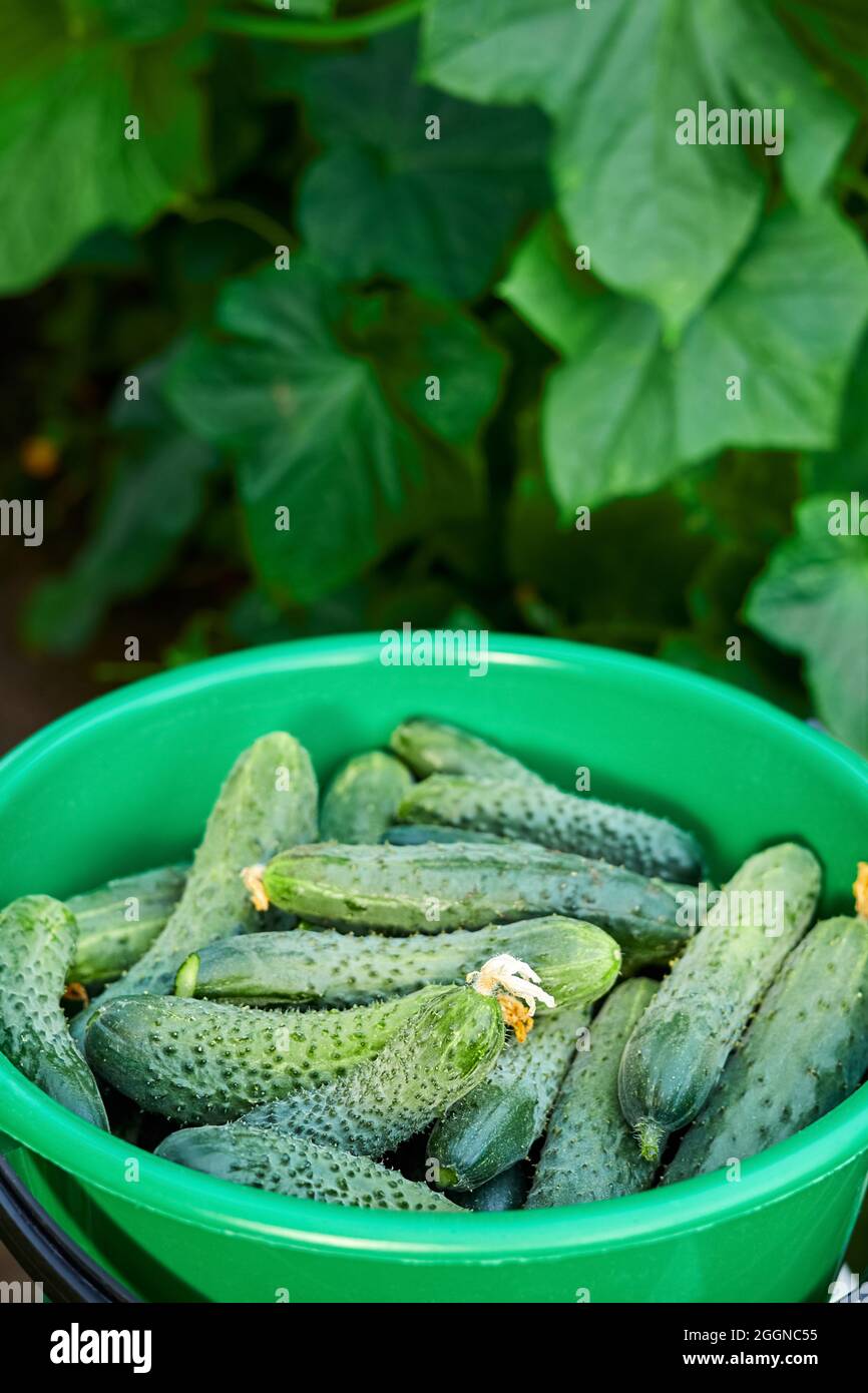 Fresh harvest of cucumbers in a plastic bucket on a background of ...