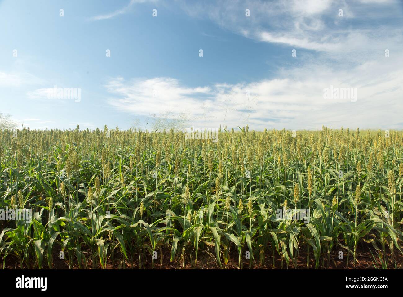 planting sorghum on a sunny morning Stock Photo - Alamy