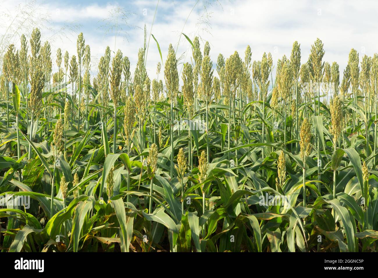 planting sorghum on a sunny morning Stock Photo - Alamy