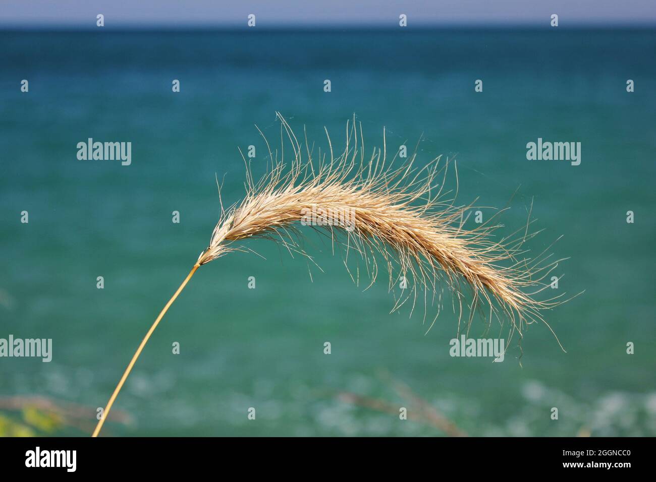 Golden beach grass growing hi-res stock photography and images - Alamy