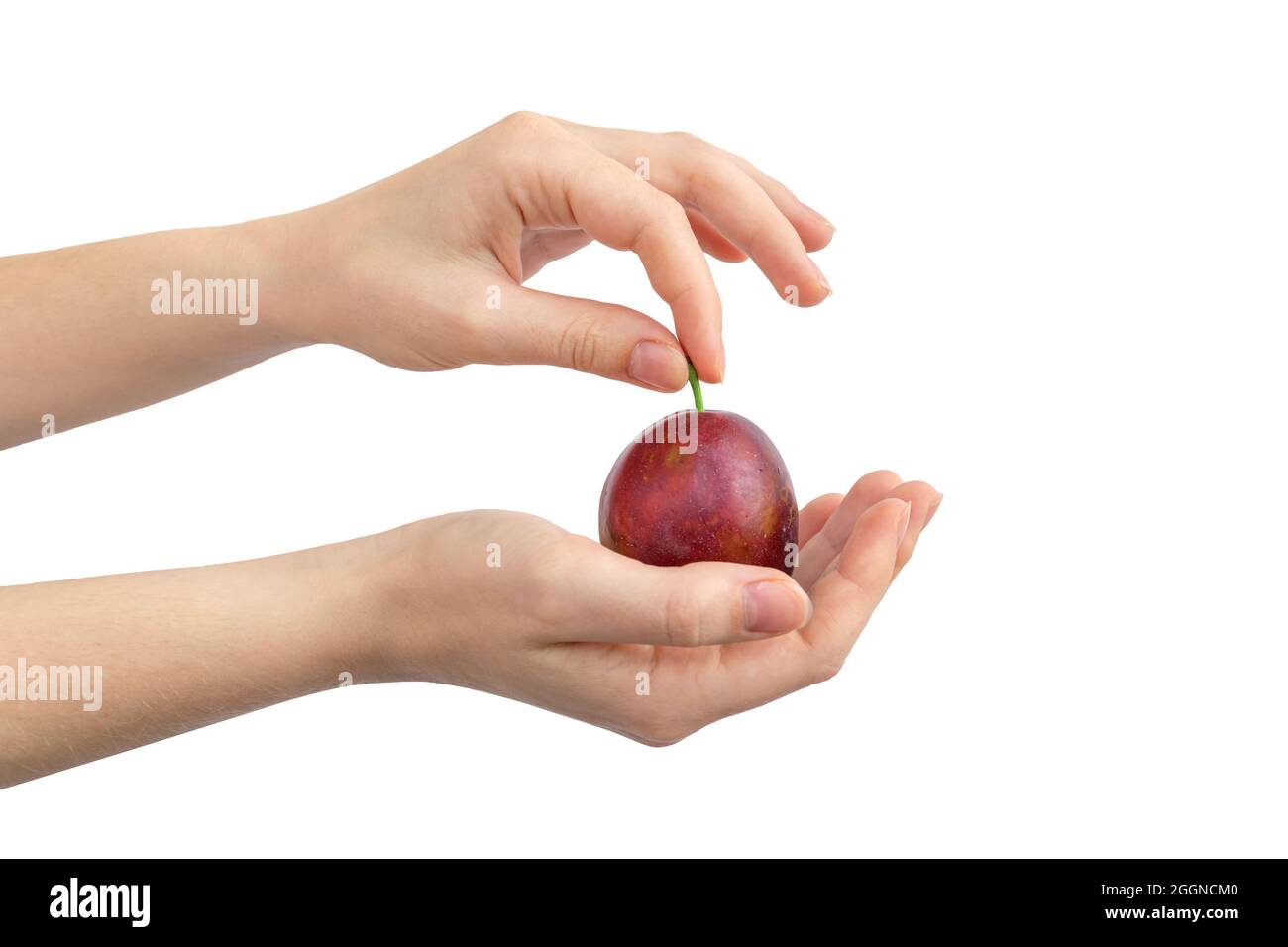 Hands with plum, deep red plum isolated on a white background Stock ...