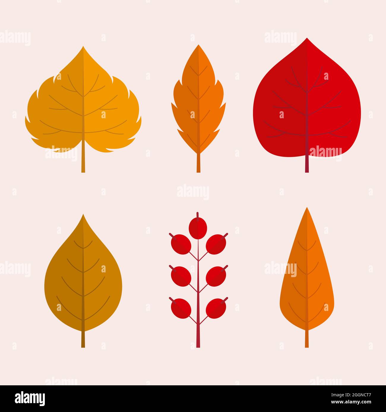 Flat autumn leaves collection Vector illustration Stock Vector Image ...