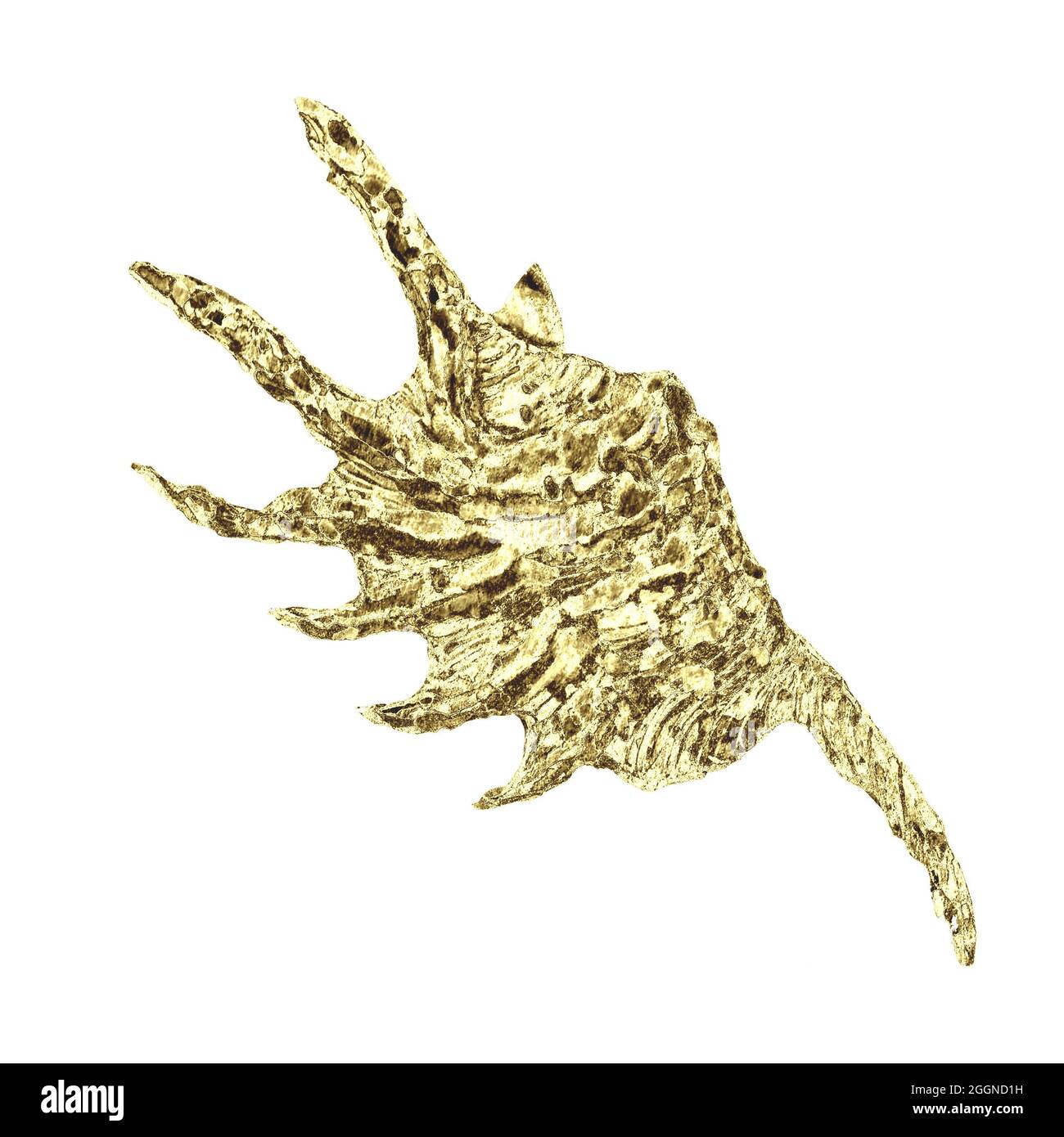 Seashell illustration. Hand drawn yellow golden color sea shell ...