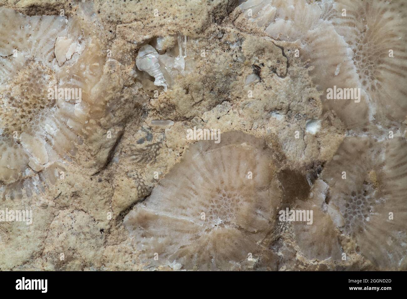Fossil texture hi-res stock photography and images - Alamy