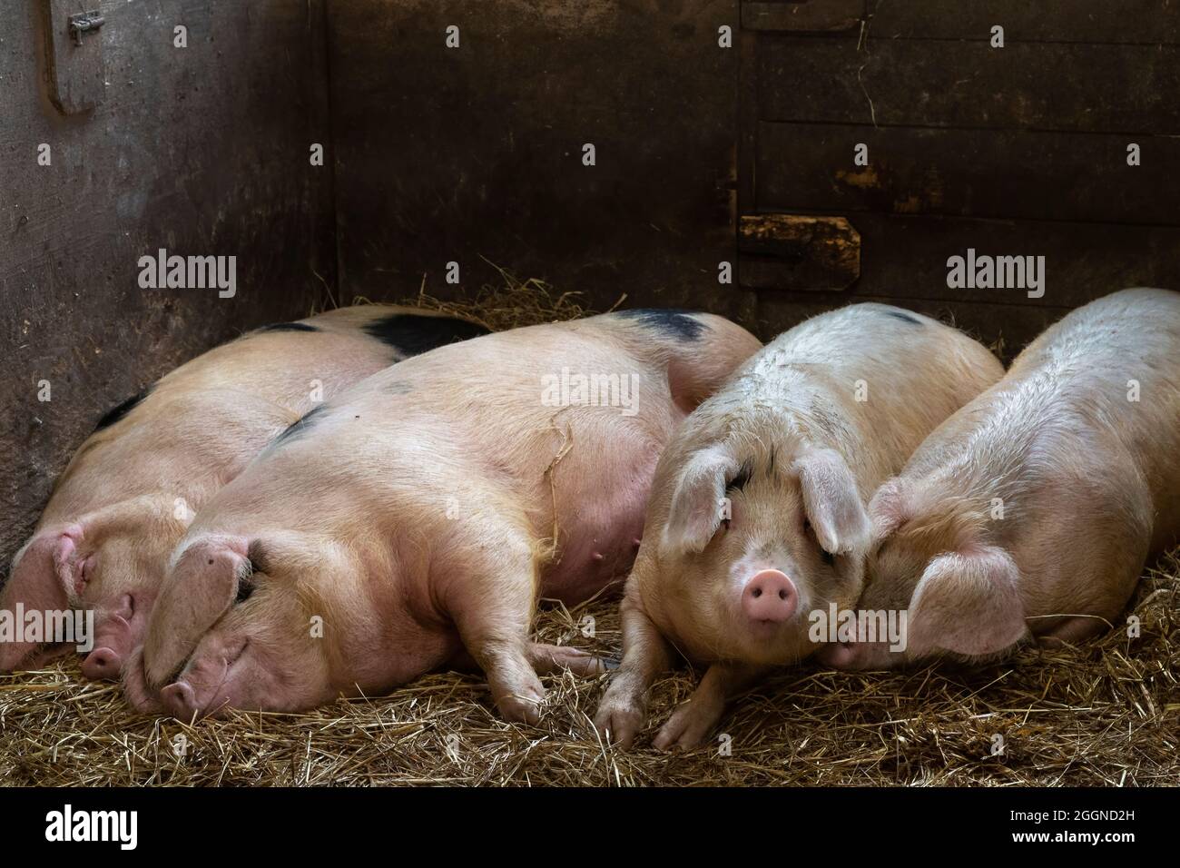 Pig keeping hi-res stock photography and images - Alamy
