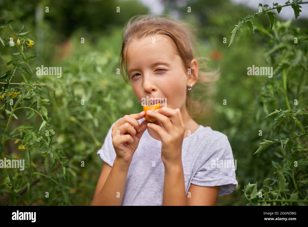 Little kid girl eating and enjoying of delicious harvest of organic red ...