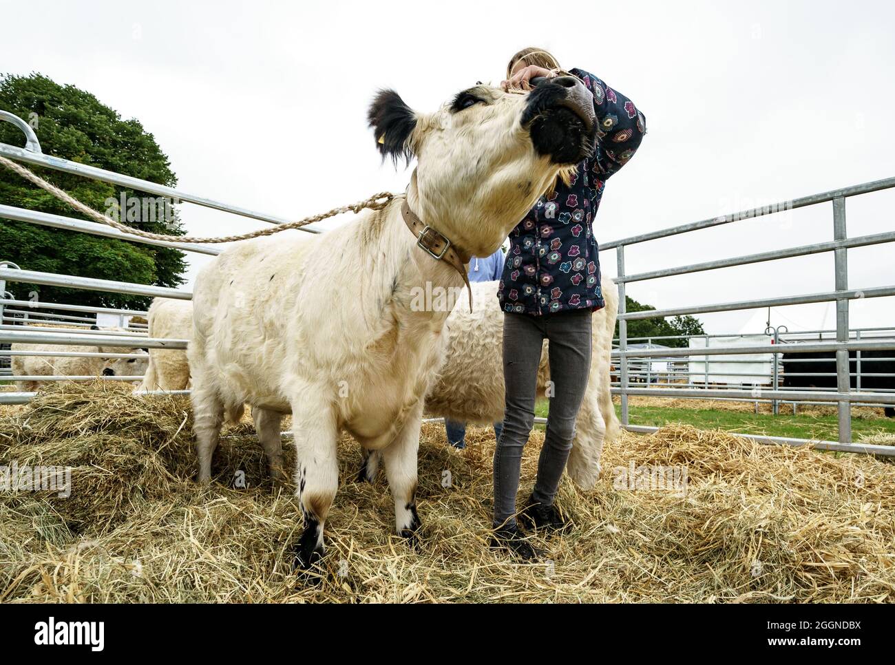 White galloway cattle hi-res stock photography and images - Alamy