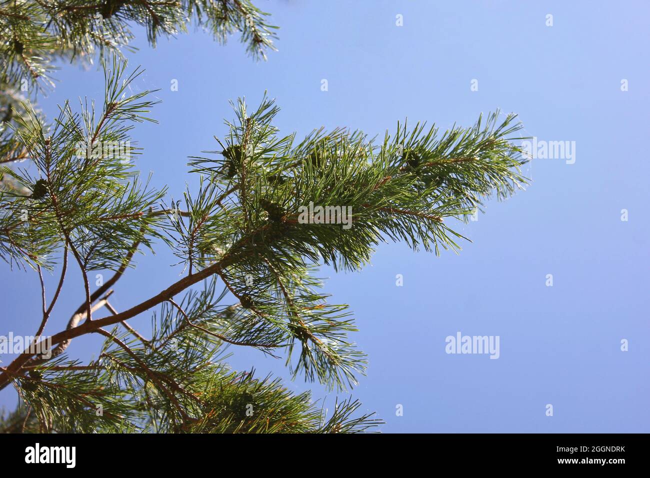 Fresh pine tree branch with pine cones in the bright summer sun Stock ...