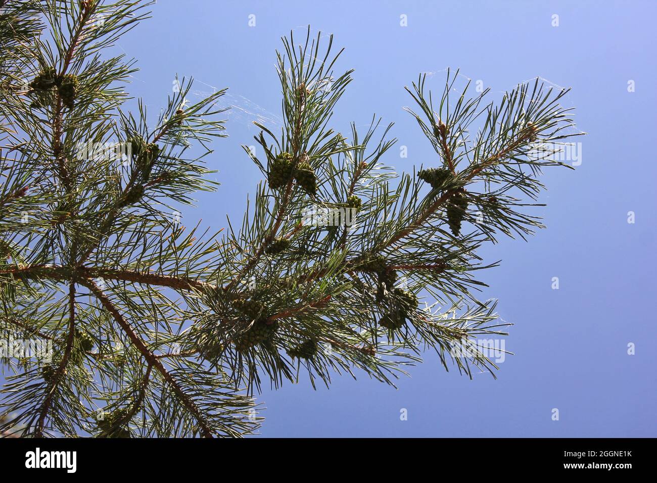 Fresh pine tree branch with pine cones in the bright summer sun Stock ...