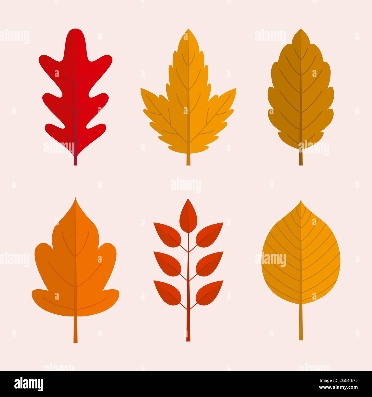 Flat autumn leaves collection Vector illustration Stock Vector Image ...