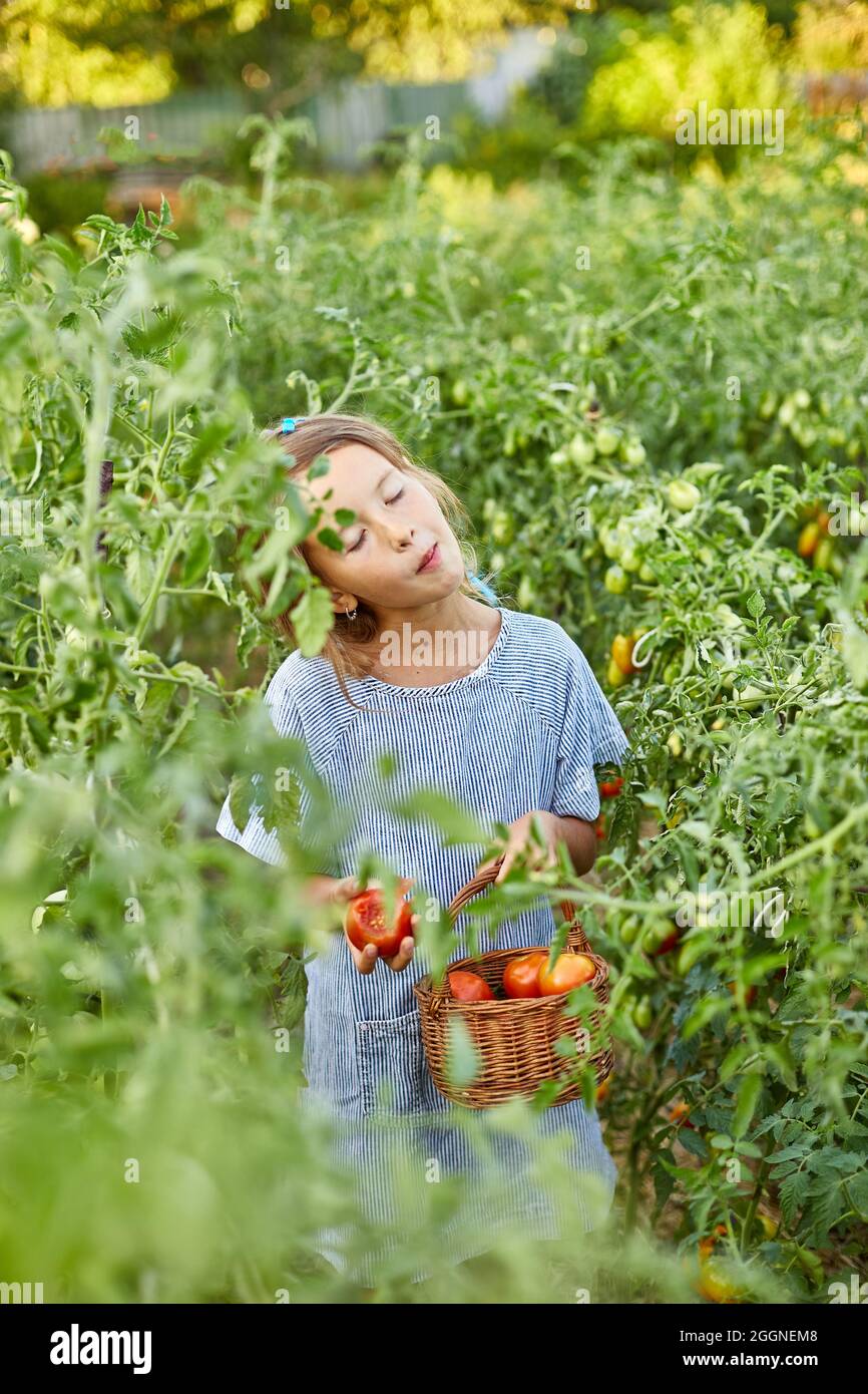 Little kid girl eating and enjoying of delicious harvest of organic red ...