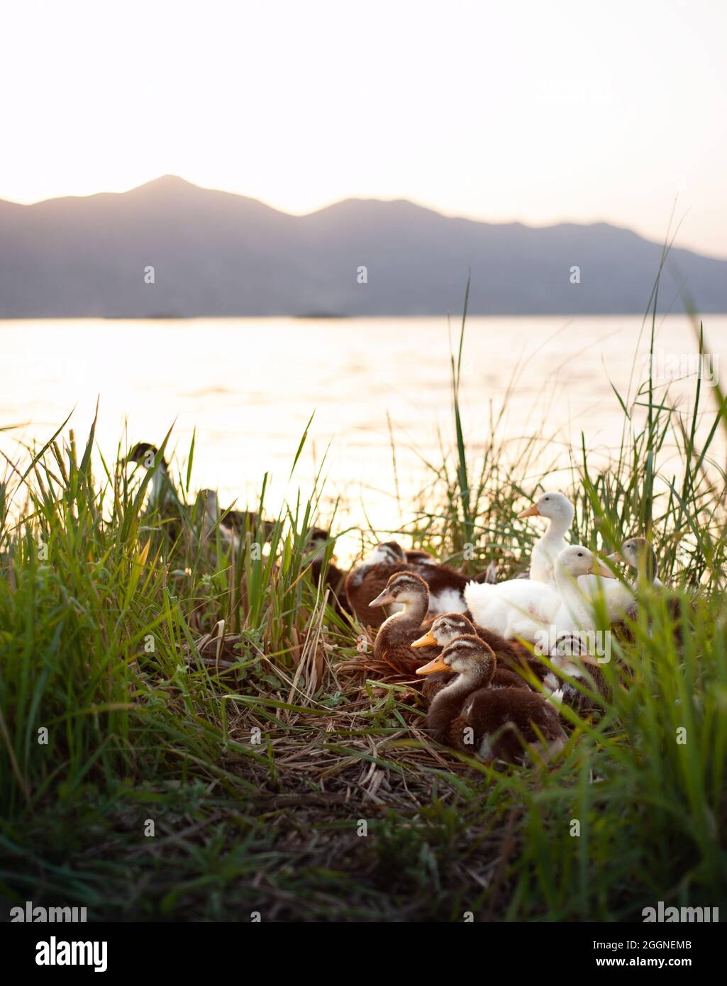 Ducks in a row sitting among bushes beside a lake at sunset Stock Photo ...