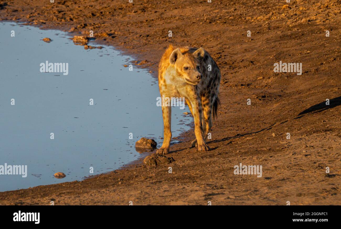 Spotted Hyena at water hole in Namibia Africa Stock Photo - Alamy