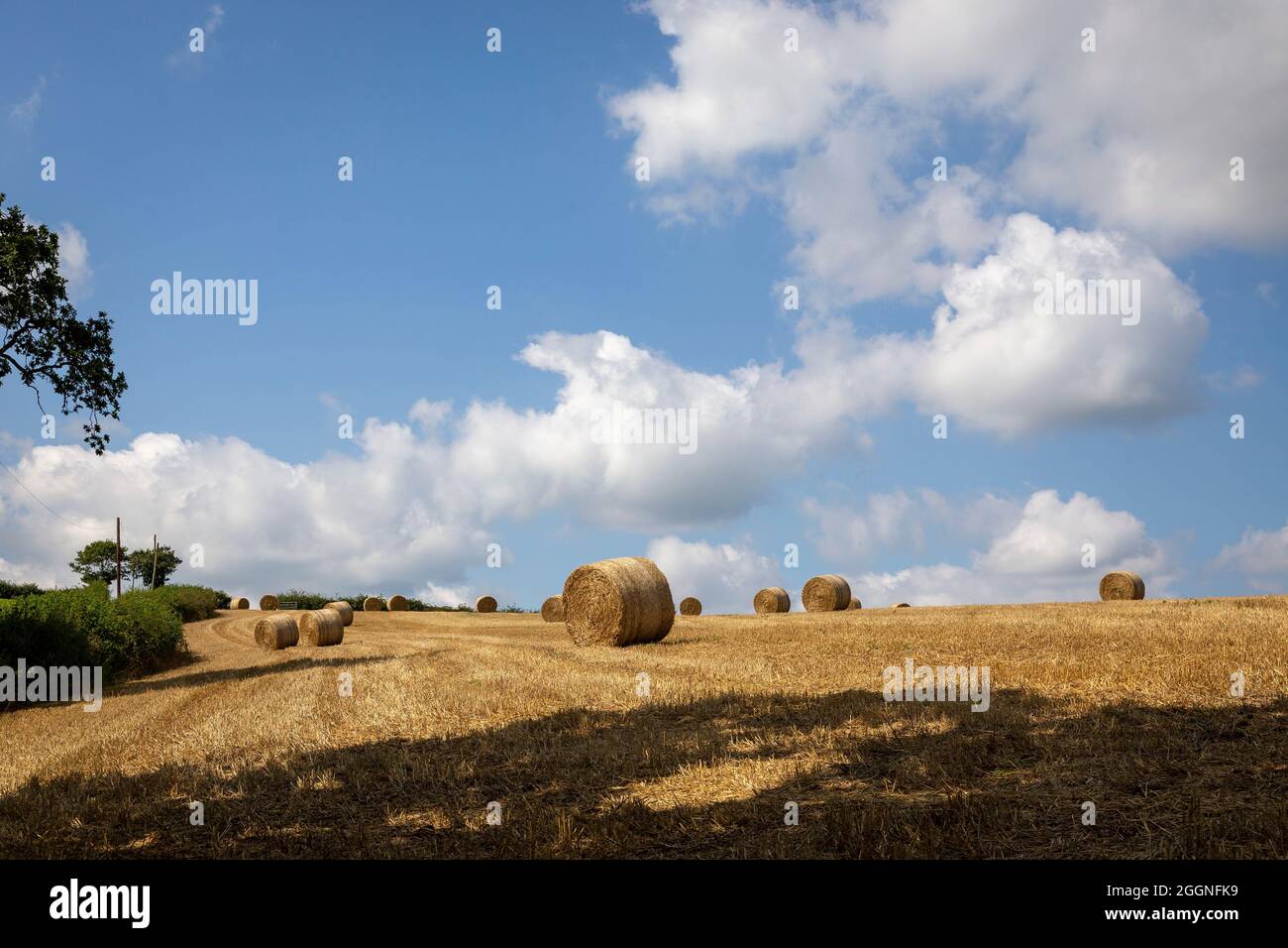 Devon countryside, farming,Devon farm, devon, england, farm, landscape ...