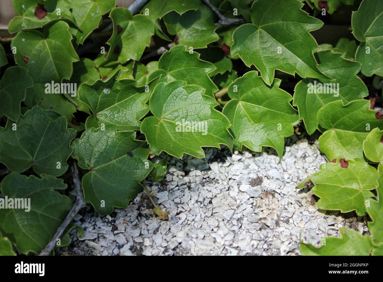 Green ivy growing in the bright summer sun Stock Photo - Alamy