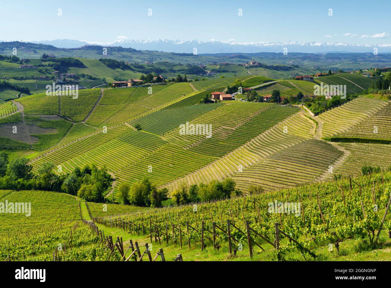Rural landscape of vineyards at springtime in Langhe near Alba, Cuneo ...