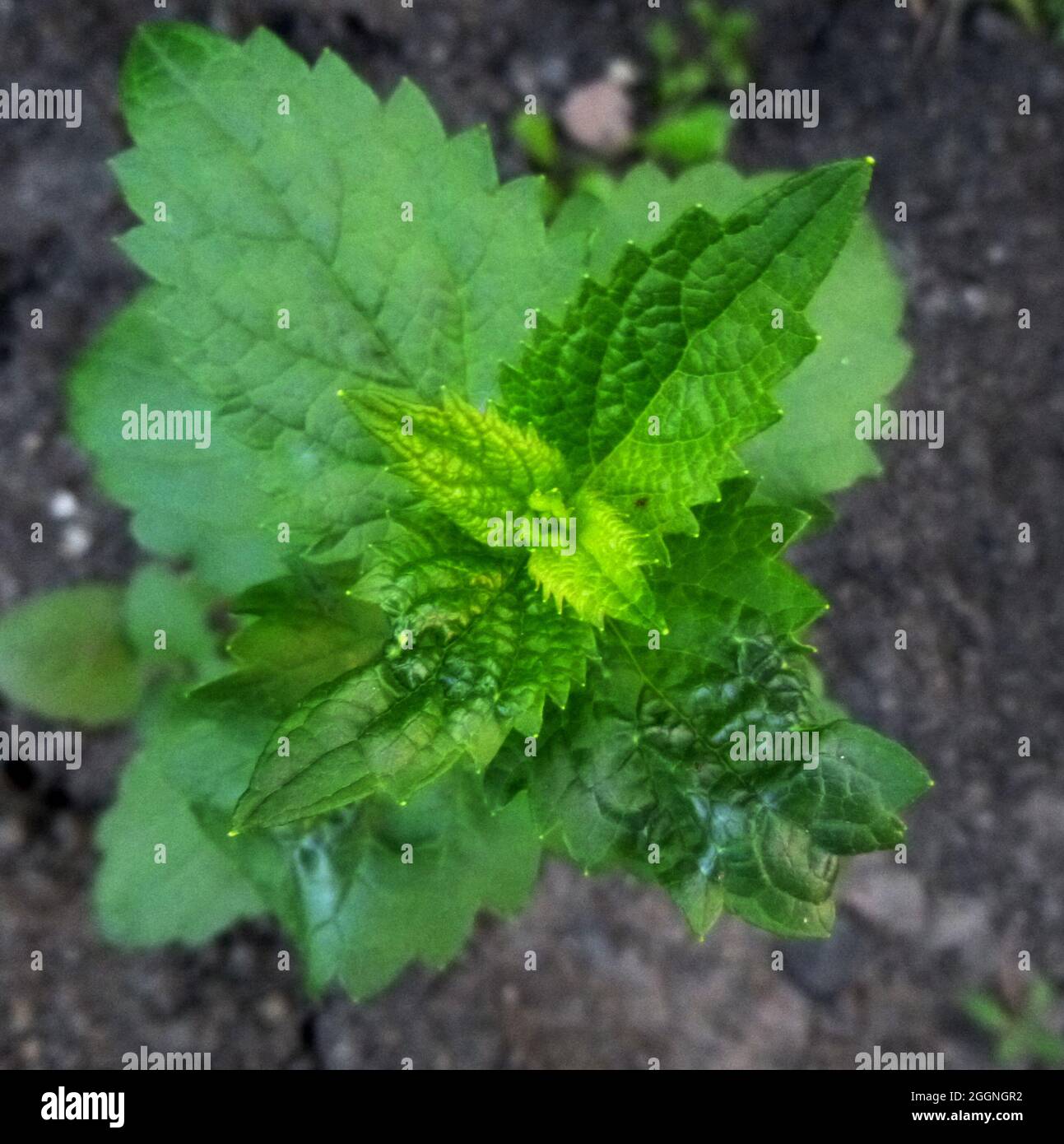 Agastache foeniculum, Agastache anethiodora, anise hyssop, blue giant ...