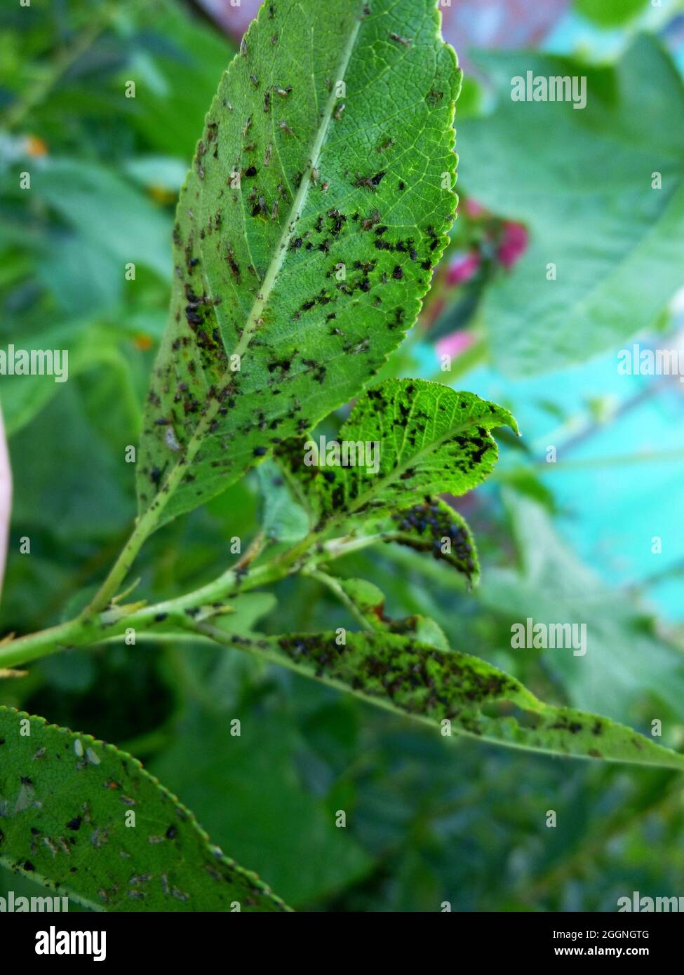 Black bean aphid on the cherry tree leaves. Insect pests on trees in ...