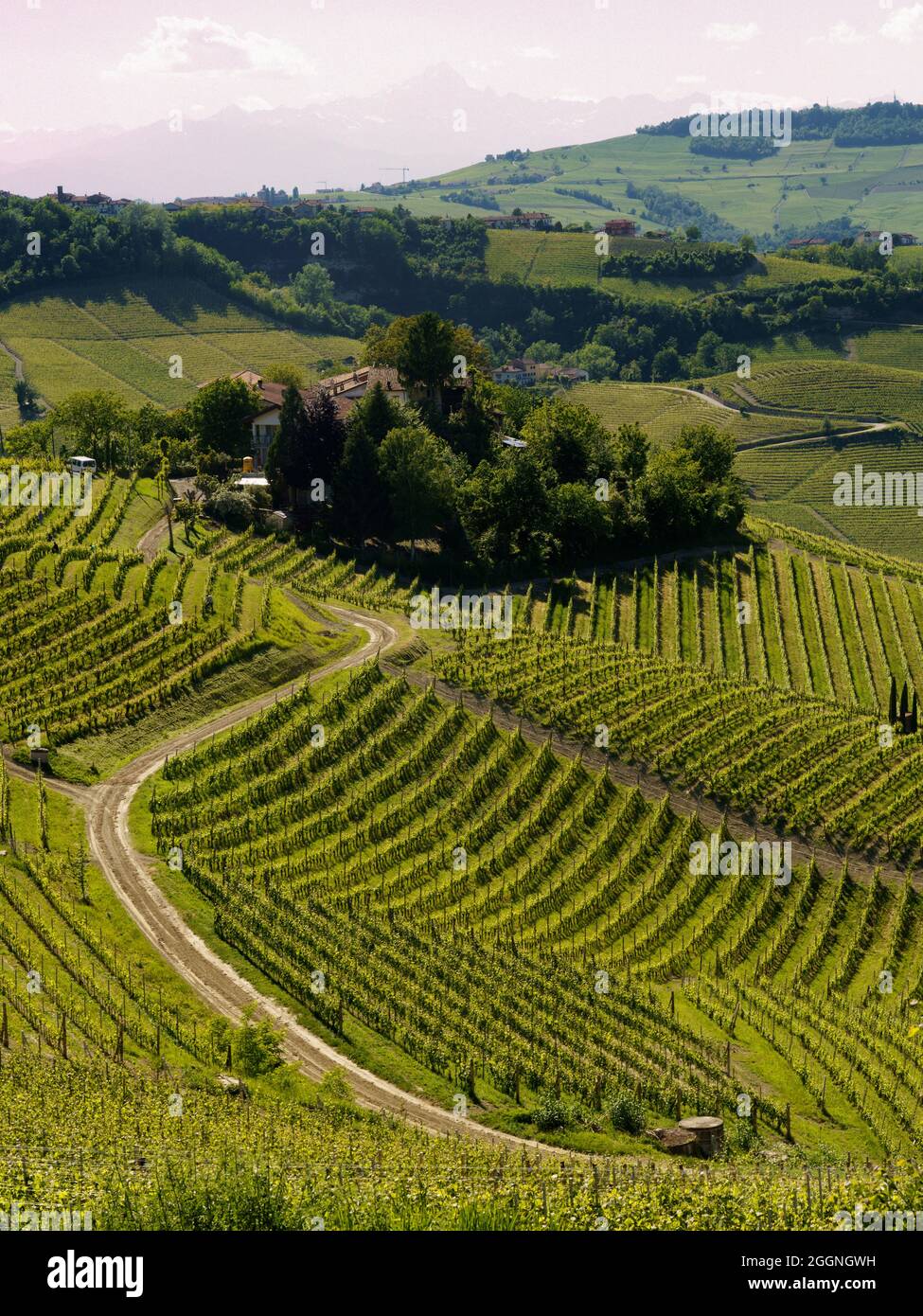 Rural landscape of vineyards at springtime in Langhe near Alba, Cuneo ...
