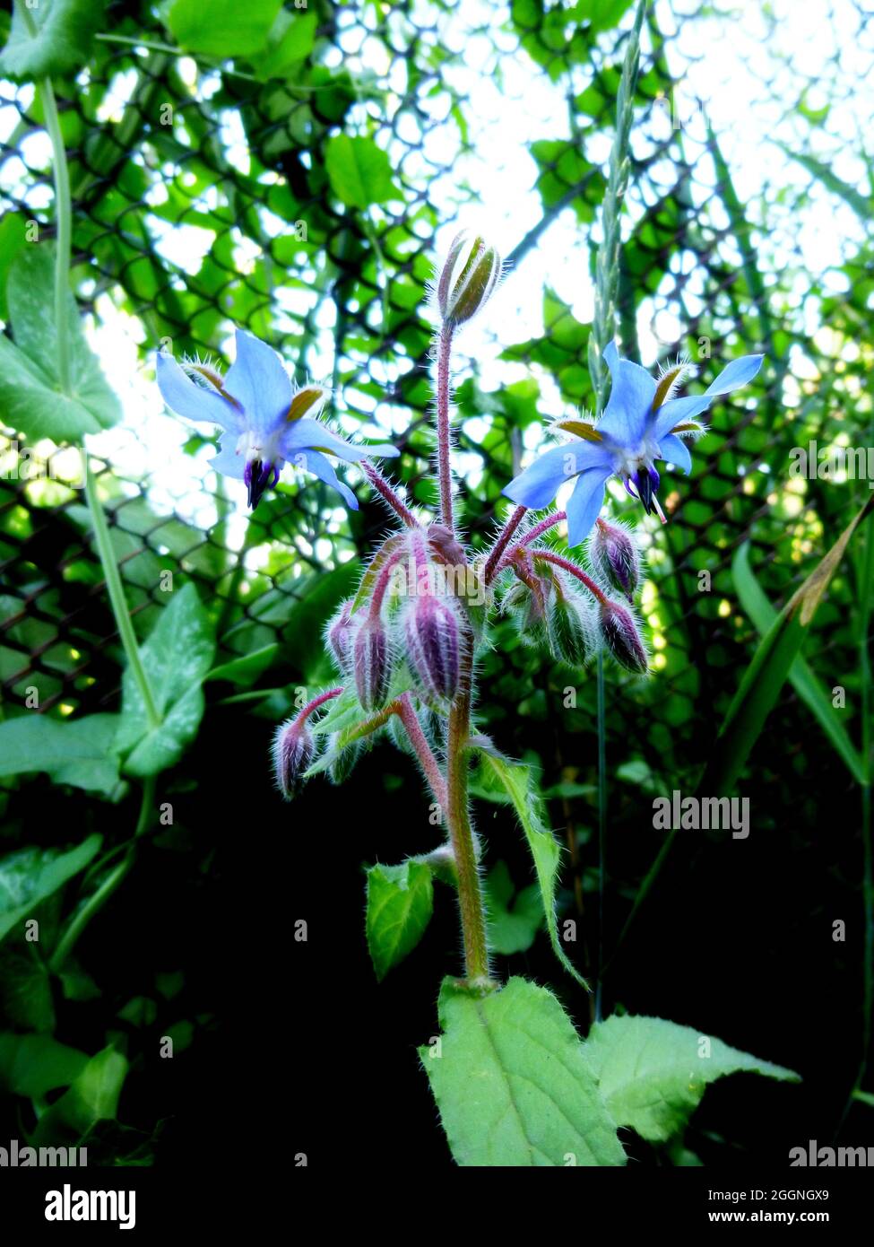 Blue flowers of Borage, Borago officinalis, Echium amoenum, starflower ...