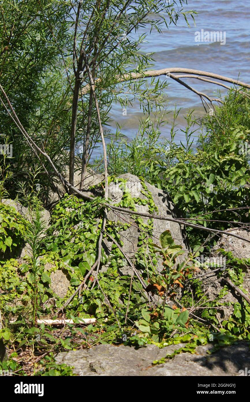 Wild overgrown meadow growing in the bright summer sun Stock Photo - Alamy