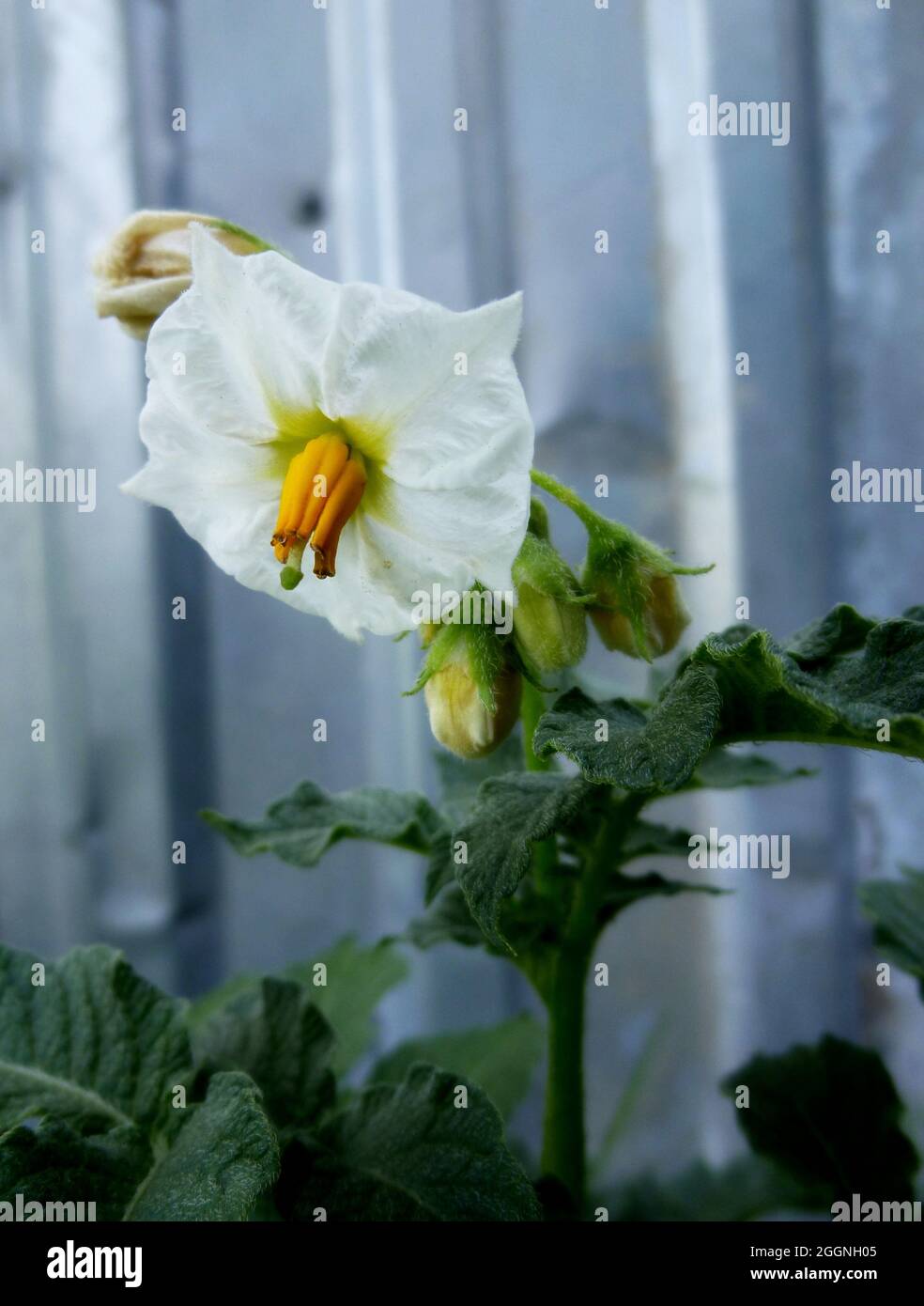 Potato flowers is in a vegetable garden on a farm in Siberia Russia ...