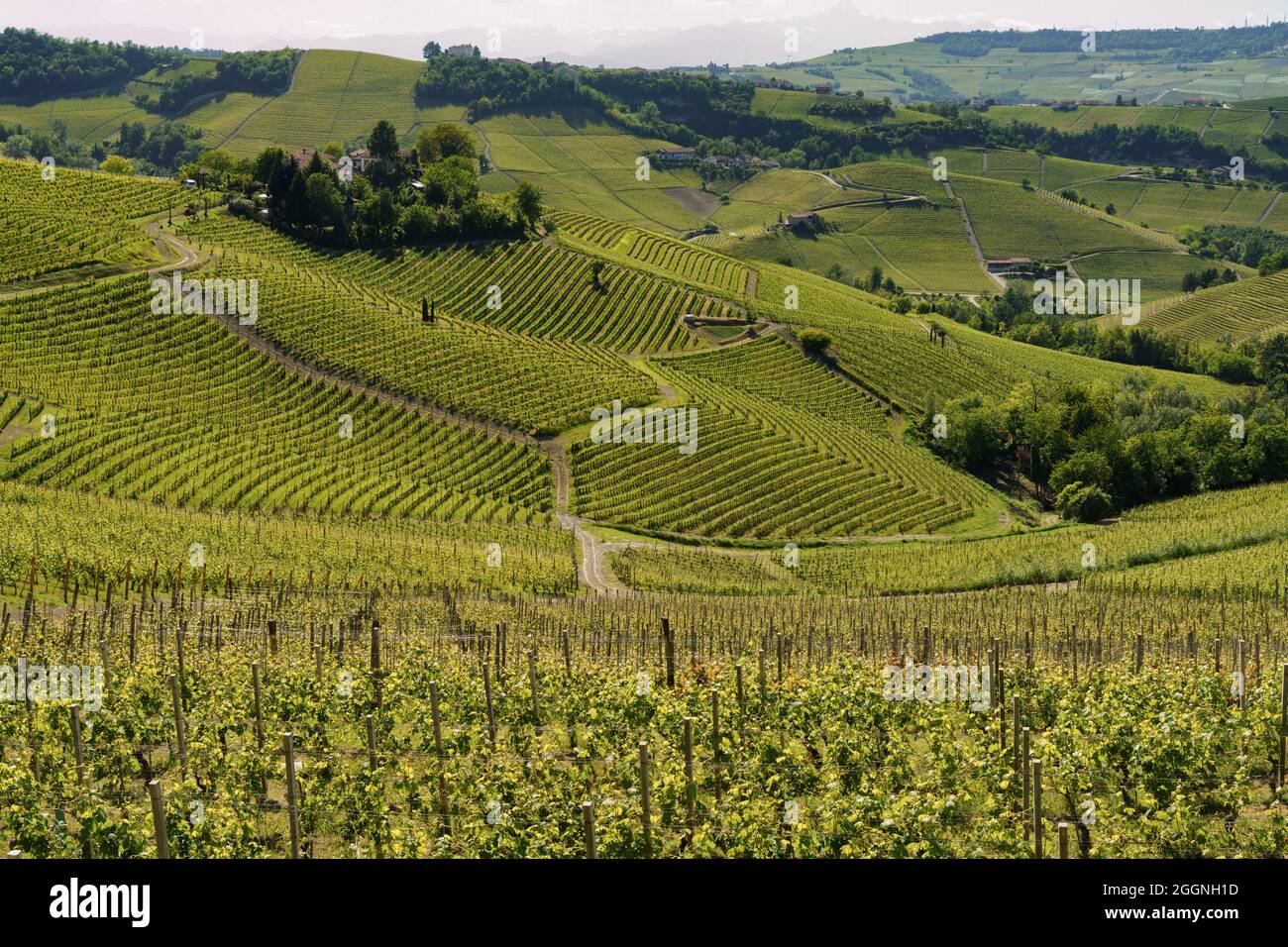 Rural landscape of vineyards at springtime in Langhe near Alba, Cuneo ...