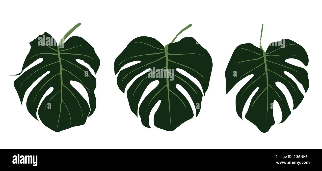 set of monstera leaves. The design of the Illustration of the vector ...