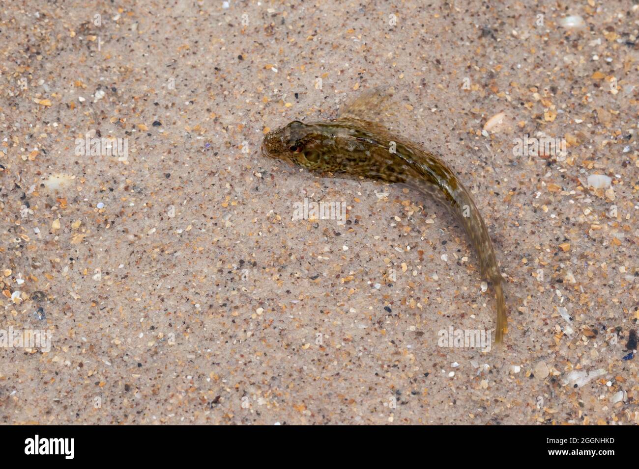 Common goby (Pomatoschistus microps), Northumberland, UK Stock Photo ...