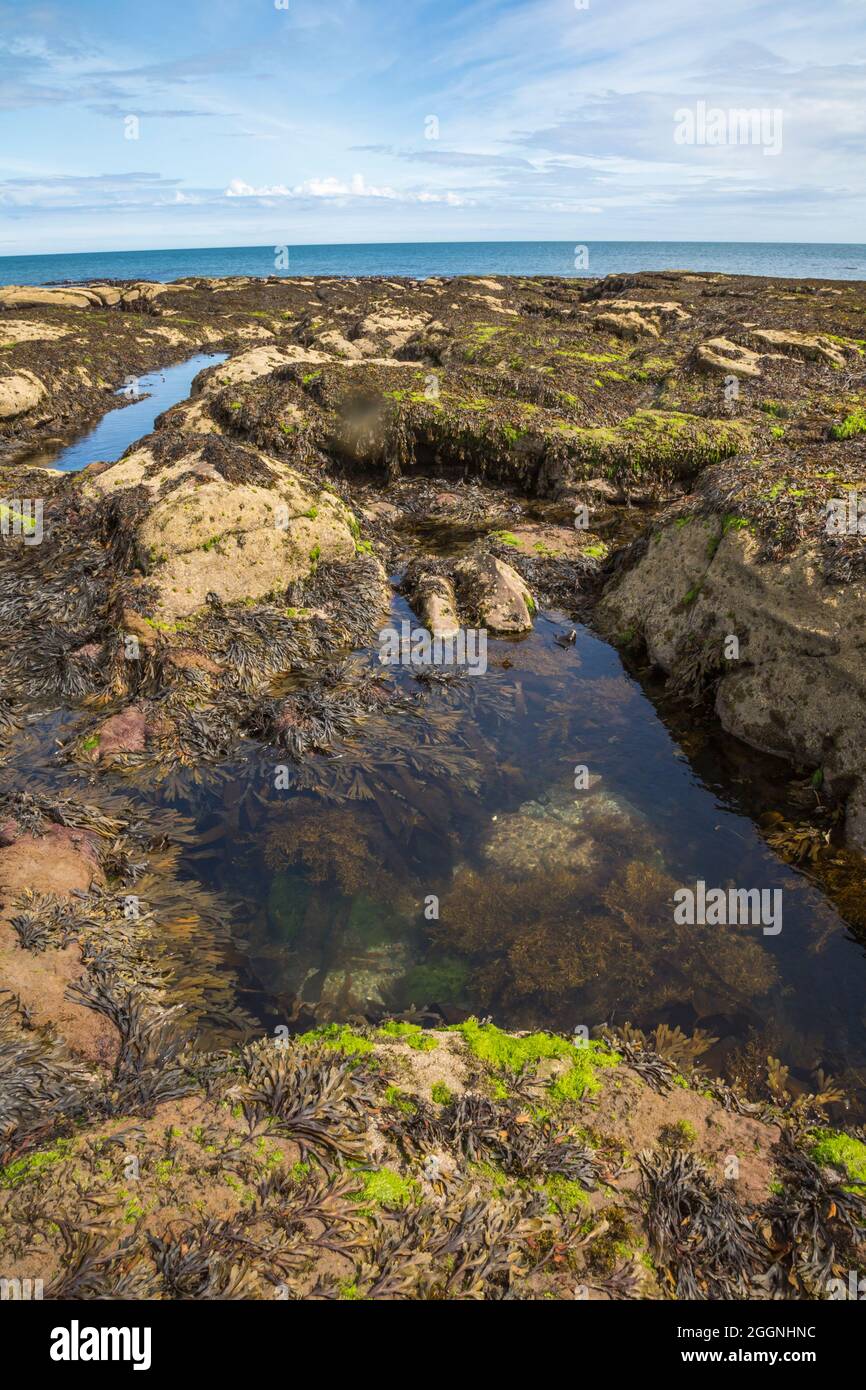 Rock pool, Beadnell, Northumberland Stock Photo - Alamy