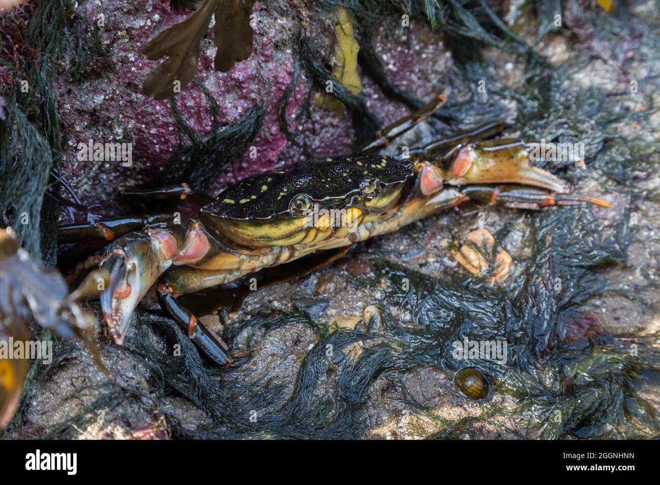 Shore crab (Carcinus maenas), Beadnell, Northumberland Stock Photo - Alamy