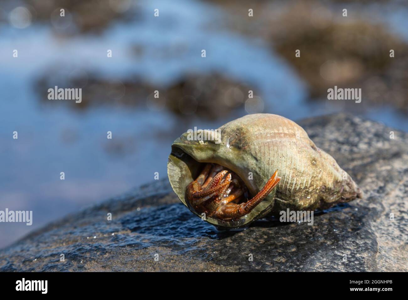 Hermit crab (Pagurus bernhardus), Beadnell, Northumberland Stock Photo ...
