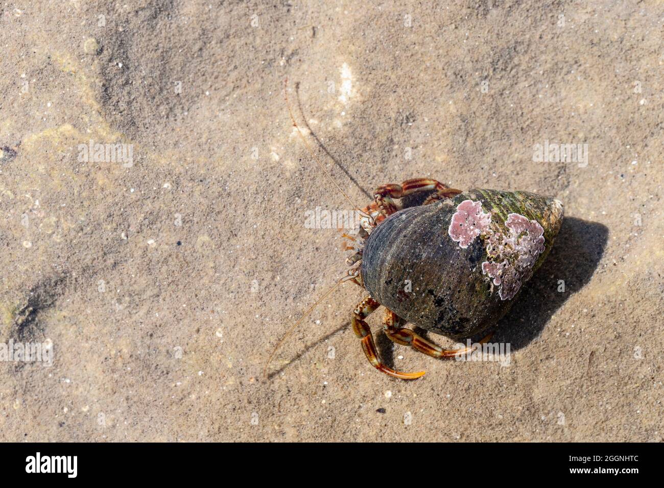 Pagurus bernhardus rock pool hi-res stock photography and images - Alamy