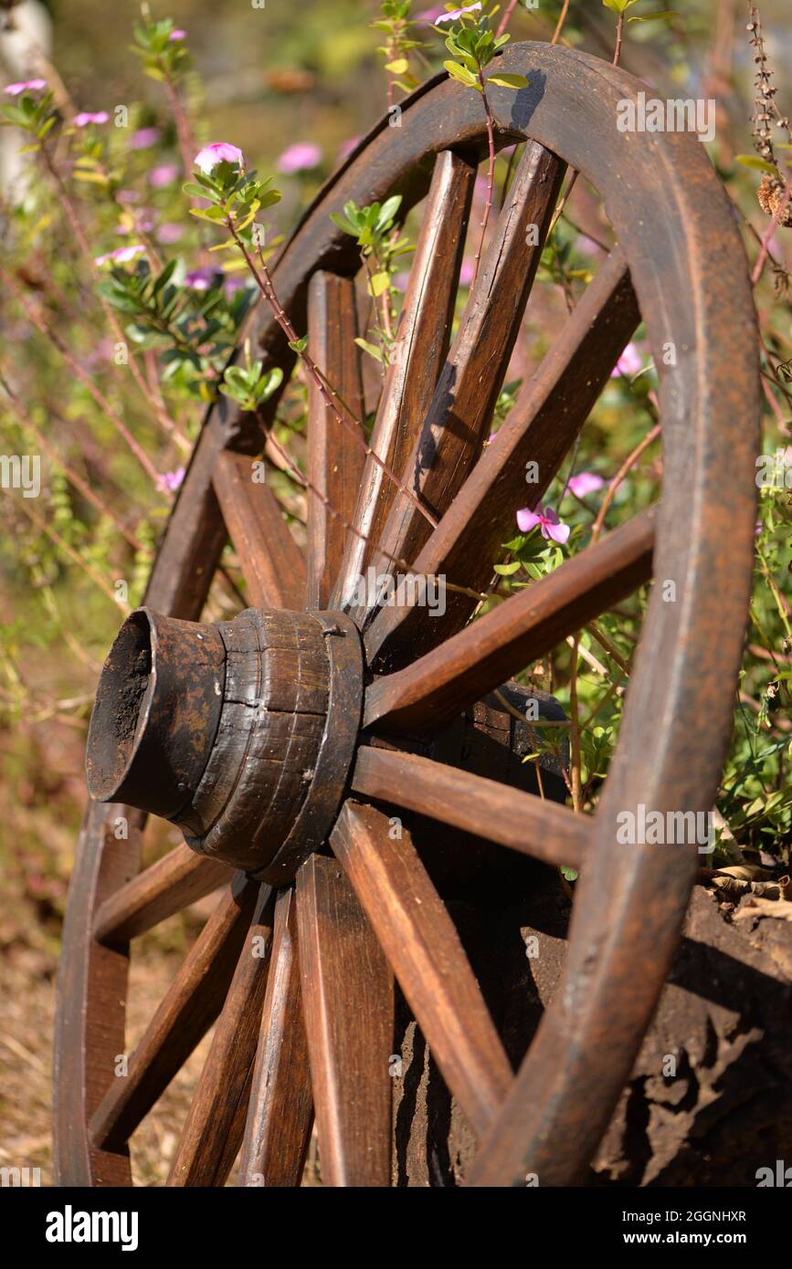 wooden wheel with iron rim and flowers Stock Photo - Alamy