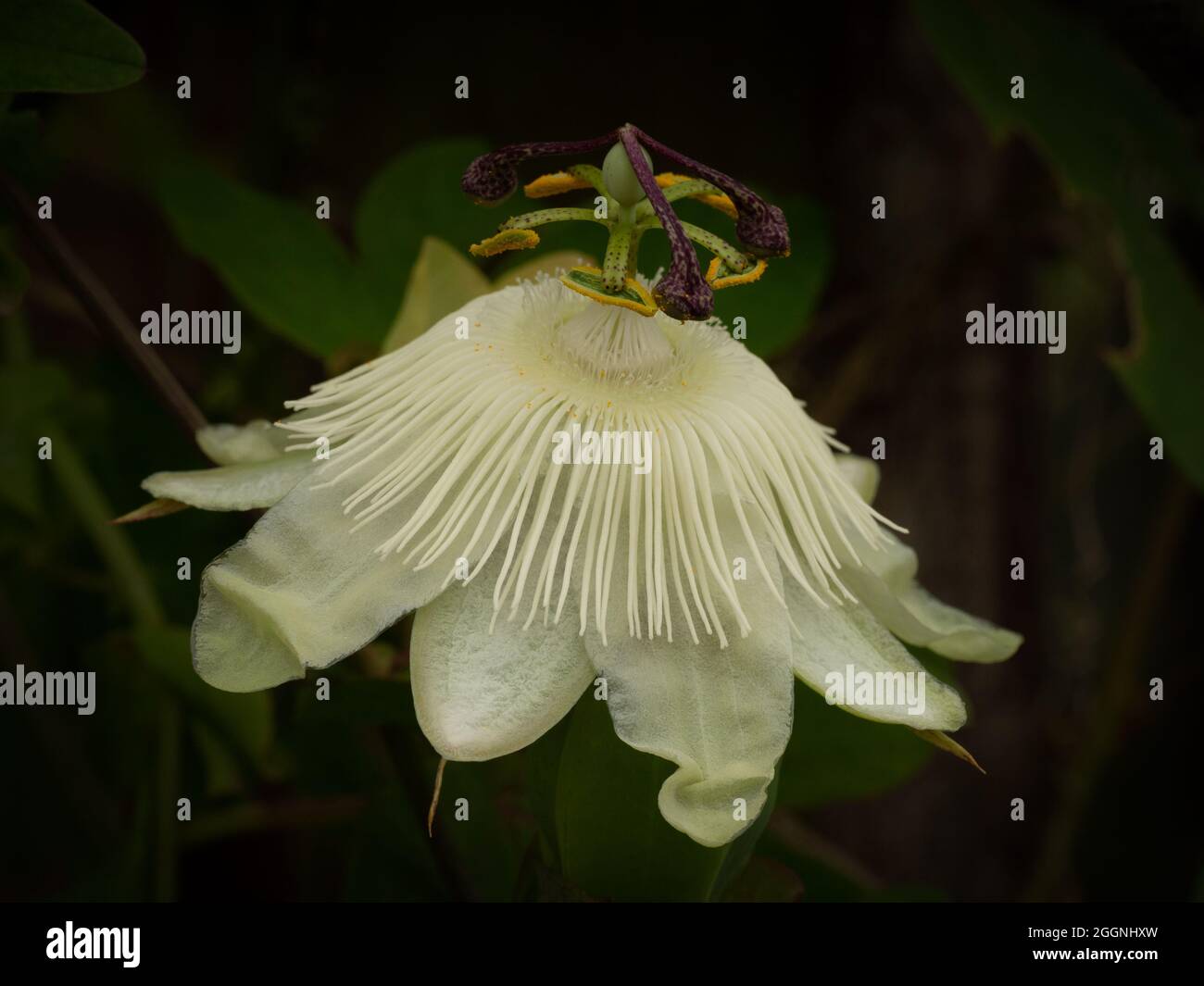 Passiflora snow queen hi-res stock photography and images - Alamy