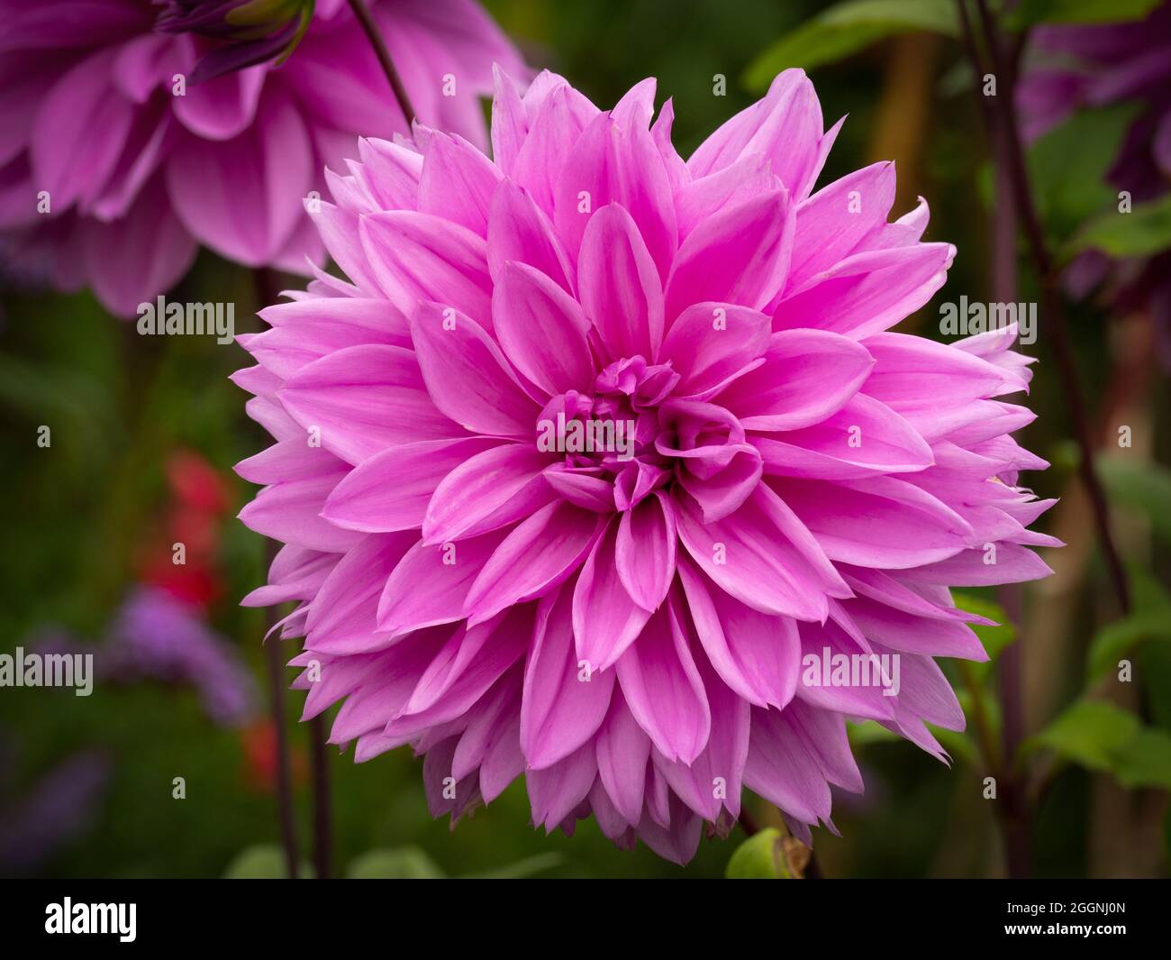Dahlia Lilac Time Stock Photo - Alamy