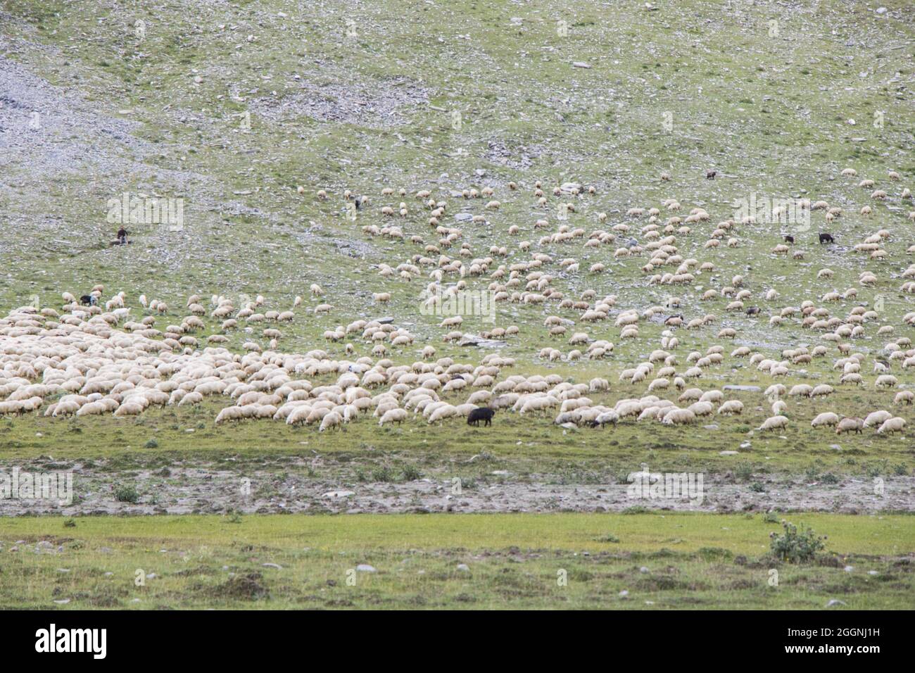 Sheep and goats in the valley. Domestic animal life. Farm in mountains ...