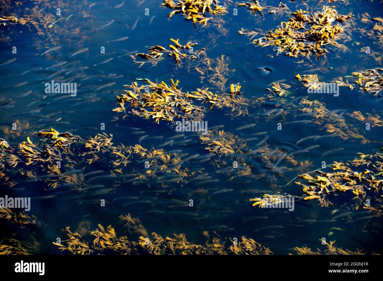Shoal of small fish and seaweed in a river estuary Stock Photo - Alamy