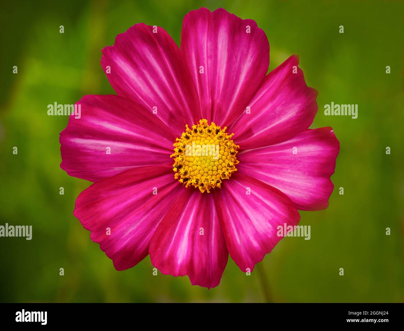 Cosmos blossom hi-res stock photography and images - Alamy