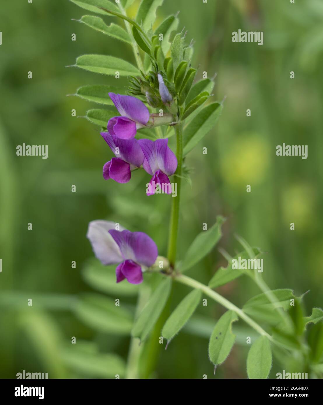 Close up common vetch hi-res stock photography and images - Alamy