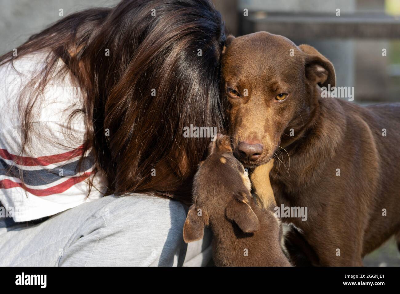 Dog family hi-res stock photography and images - Alamy