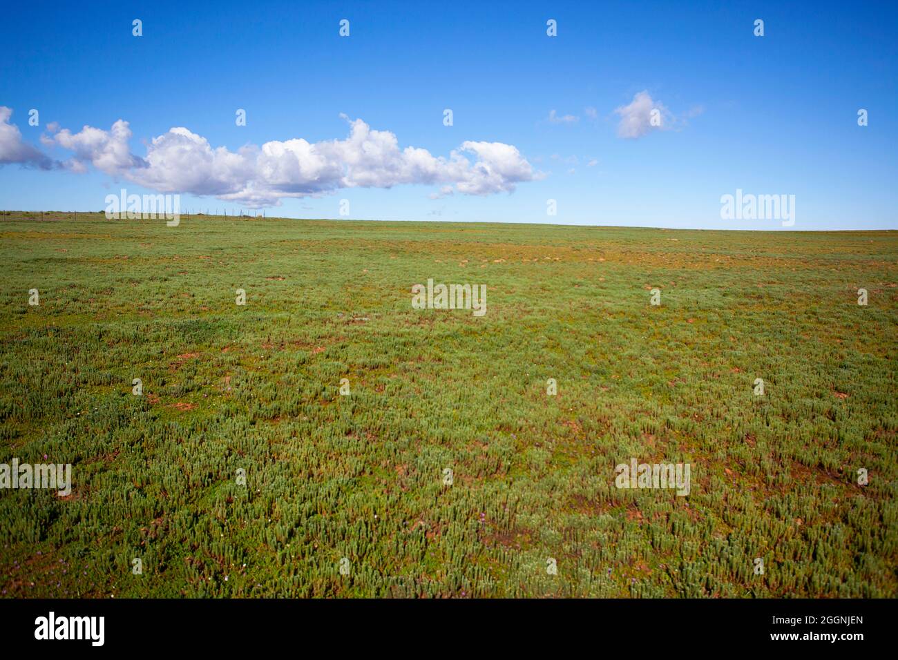 South african national botanical gardens hi-res stock photography and ...