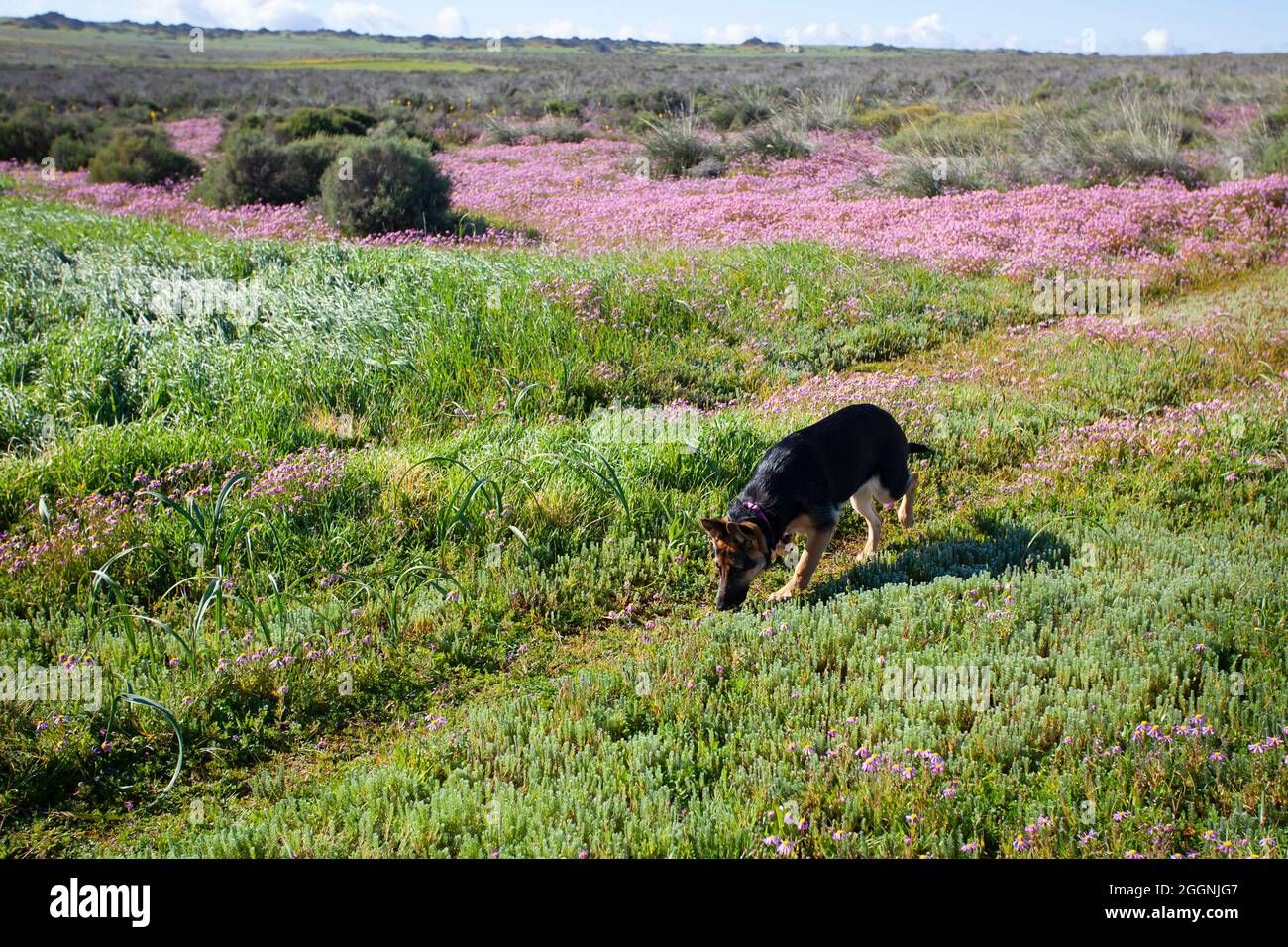Hantam National Botanical Gardens, Nieuwoudtville, R27, Northern Cape ...