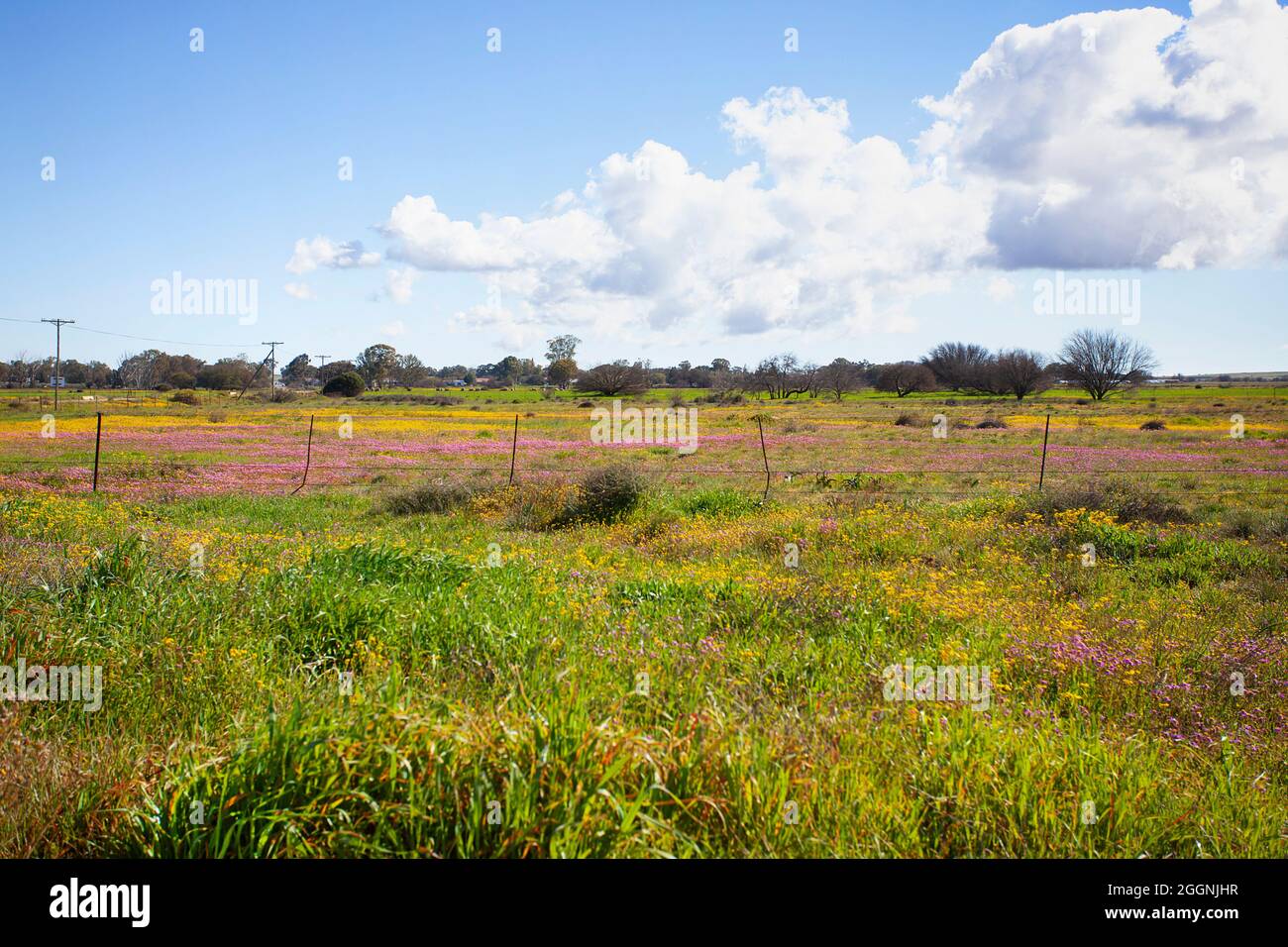 Field of flowers Hantam National Botanical Gardens Stock Photo - Alamy